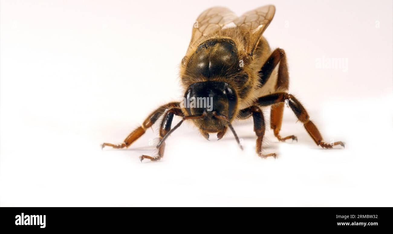 European Honey Bee, apis mellifera, Queen against White Background ...
