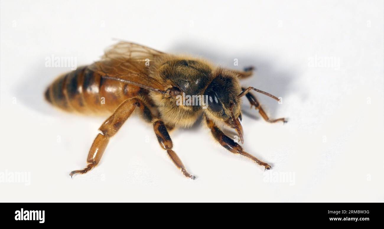 European Honey Bee, apis mellifera, Queen against White Background ...