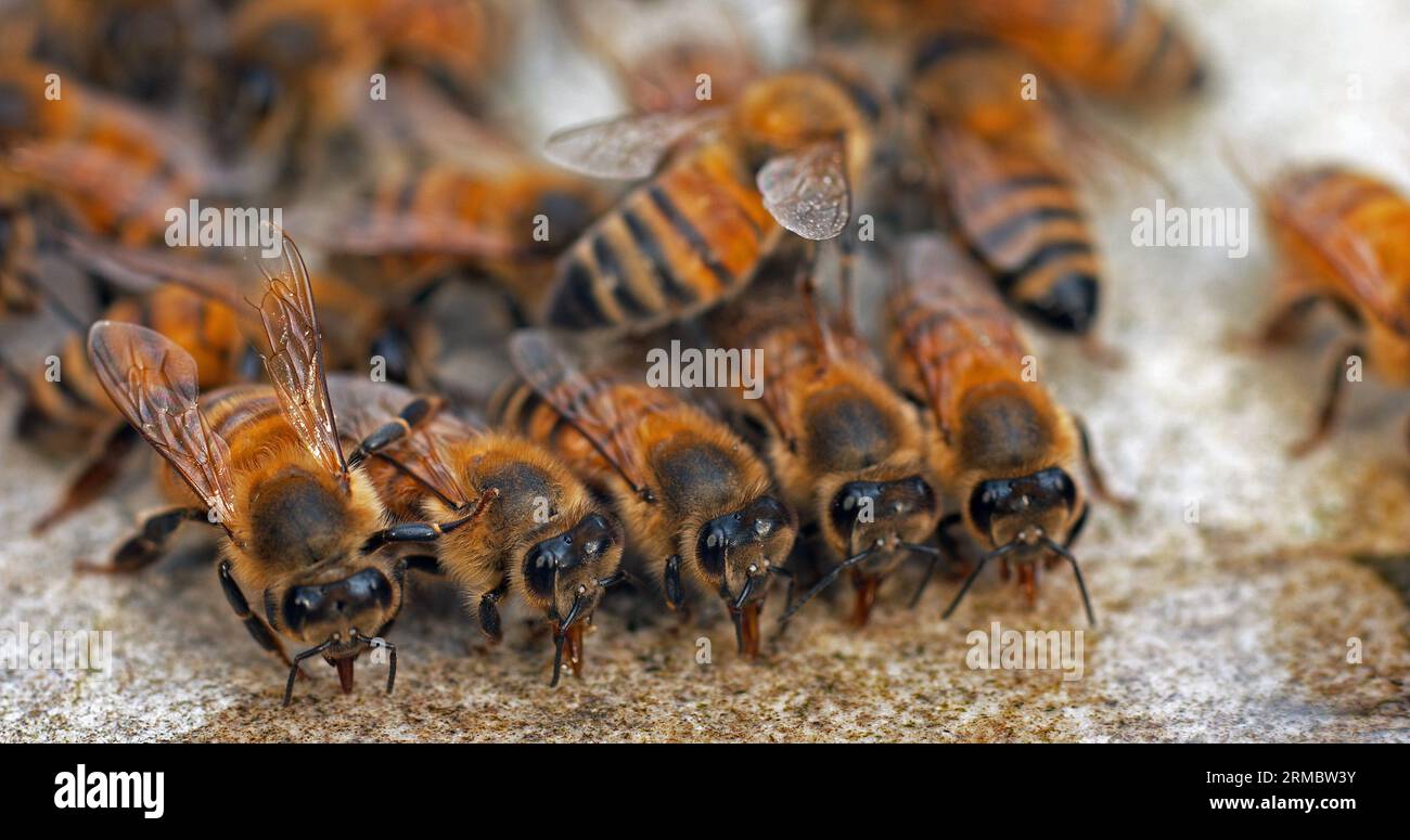 European Honey Bee, apis mellifera, Bees drinking Water on a Stone ...