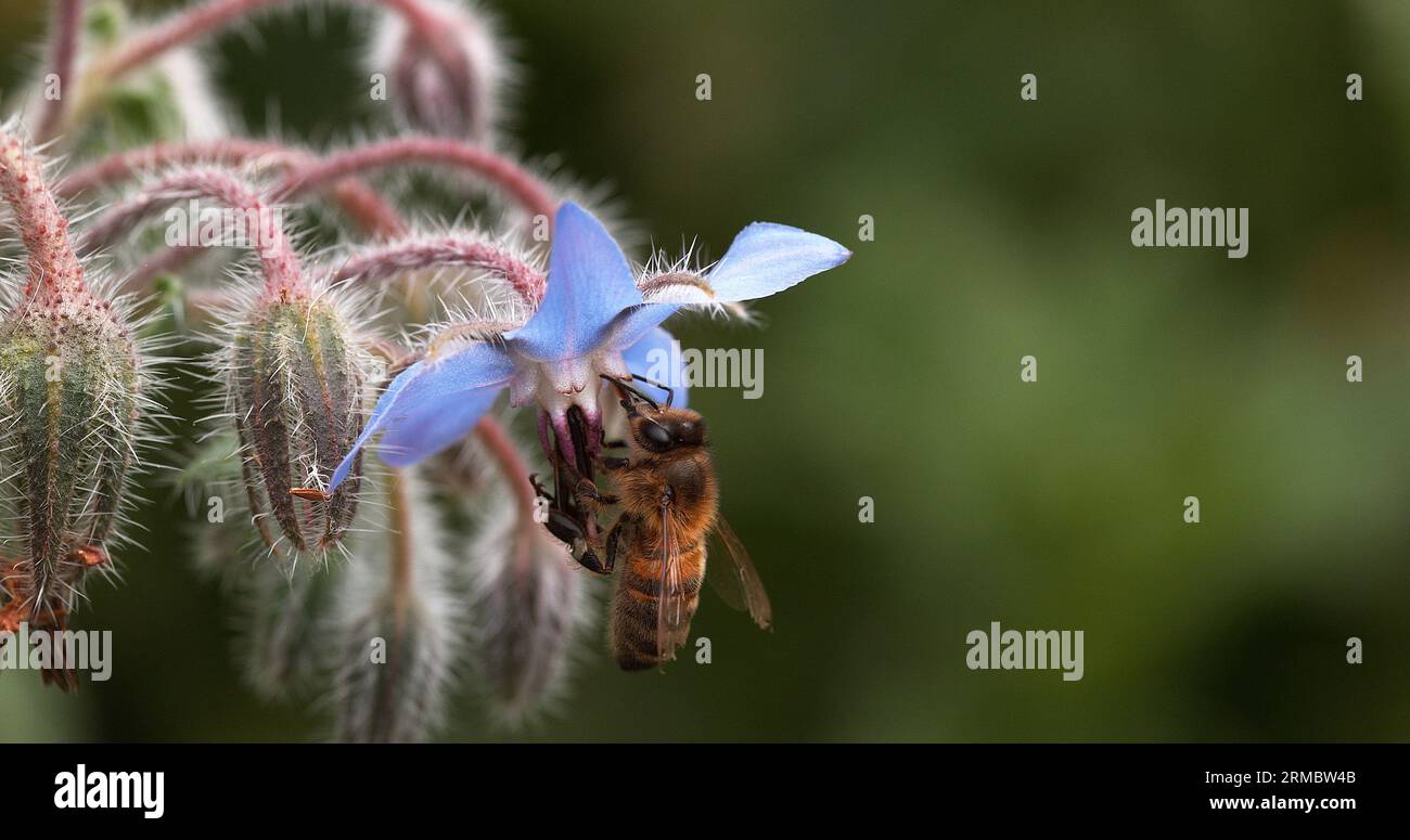 European Honey Bee, apis mellifera, Bee Booting a Borage Flower ...