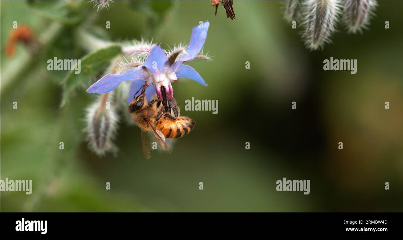 European Honey Bee, apis mellifera, Bee Booting a Borage Flower ...