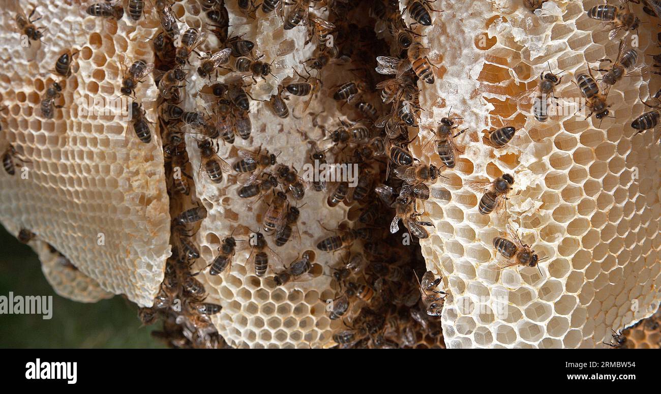 European Honey Bee, apis mellifera, Black Bees on a wild Ray, Alveolus ...