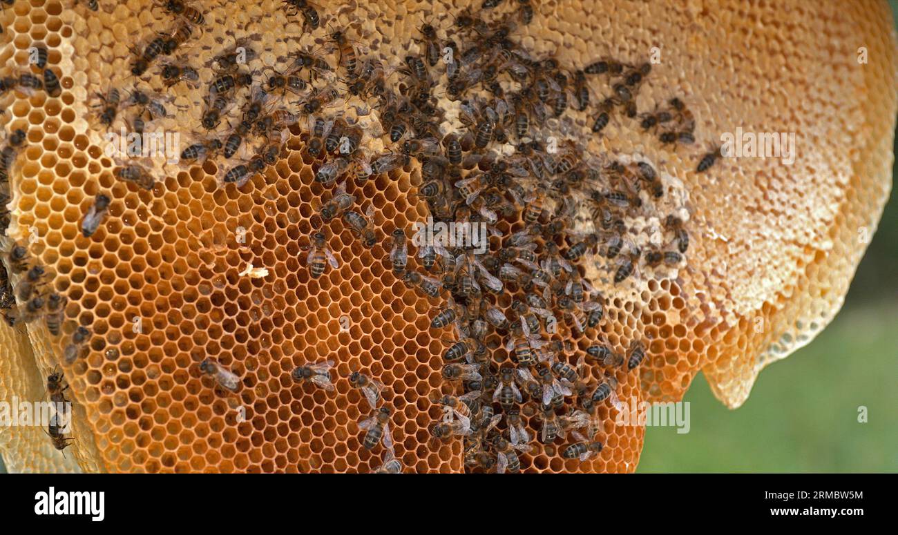 European Honey Bee, apis mellifera, Black Bees on a wild Ray, Alveolus ...