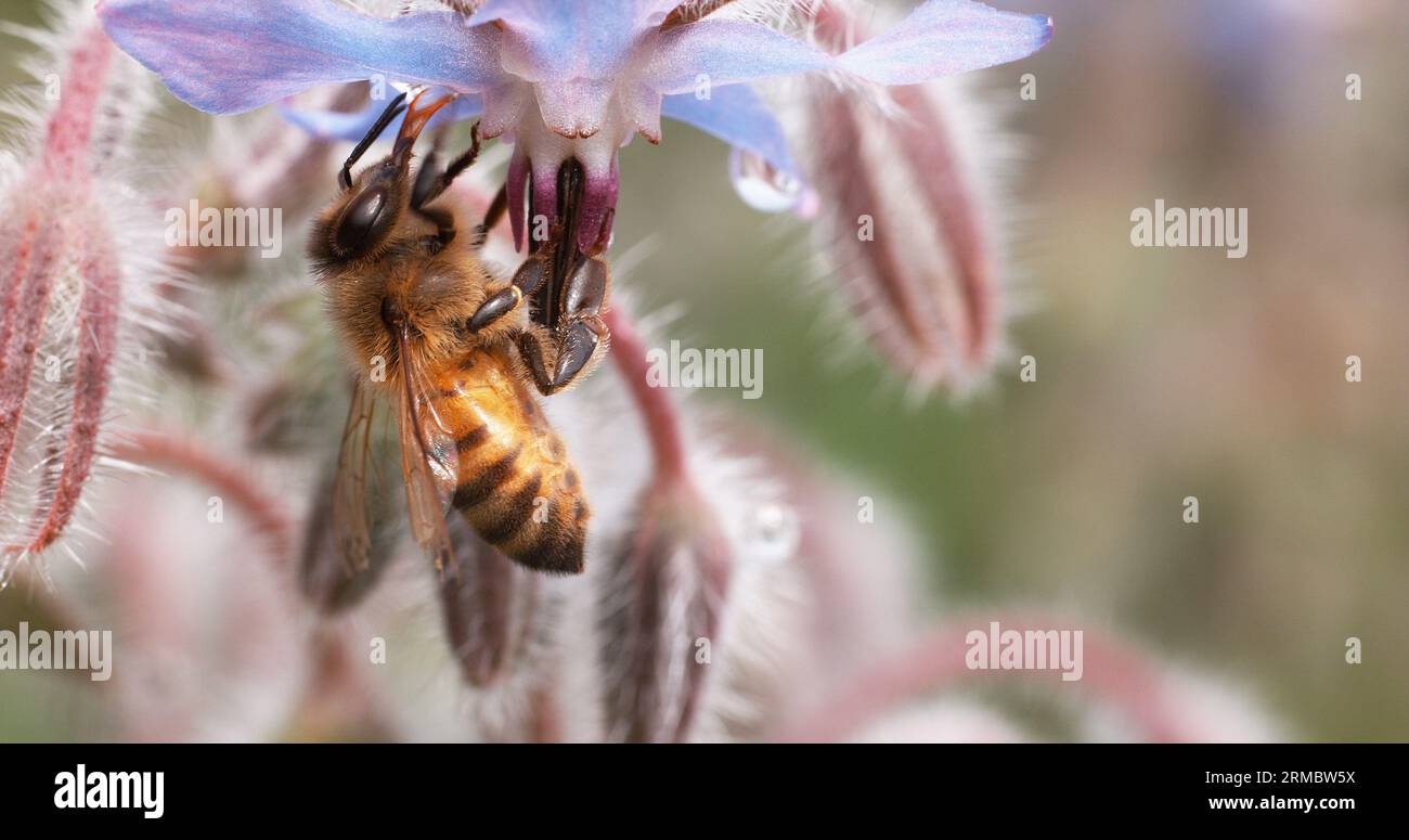 European Honey Bee, apis mellifera, Bee Booting a Borage Flower ...
