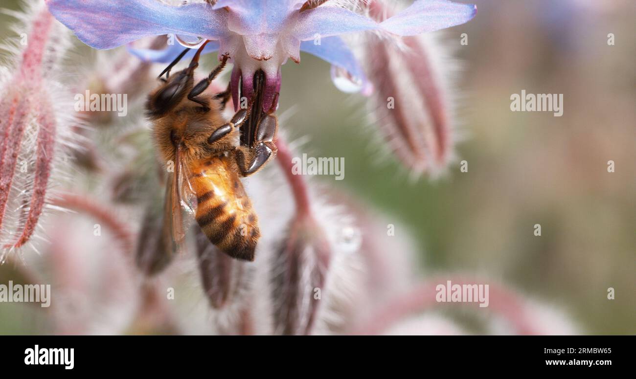 European Honey Bee, apis mellifera, Bee Booting a Borage Flower ...