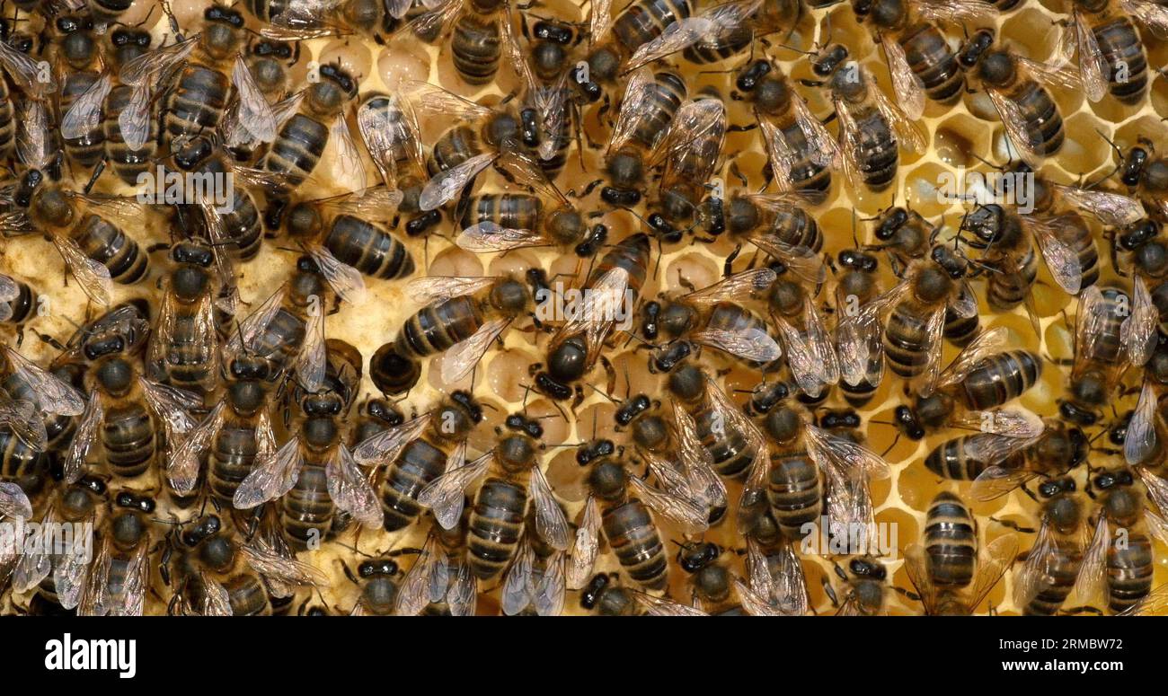 |European Honey Bee, apis mellifera, Bees on a wild Ray, Bees working ...
