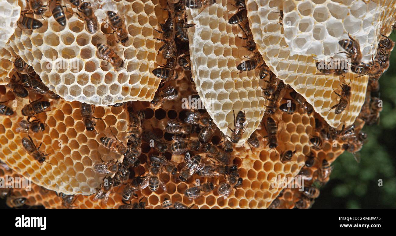 European Honey bee, Apis mellifera, Bees working on a Wild Ray ...