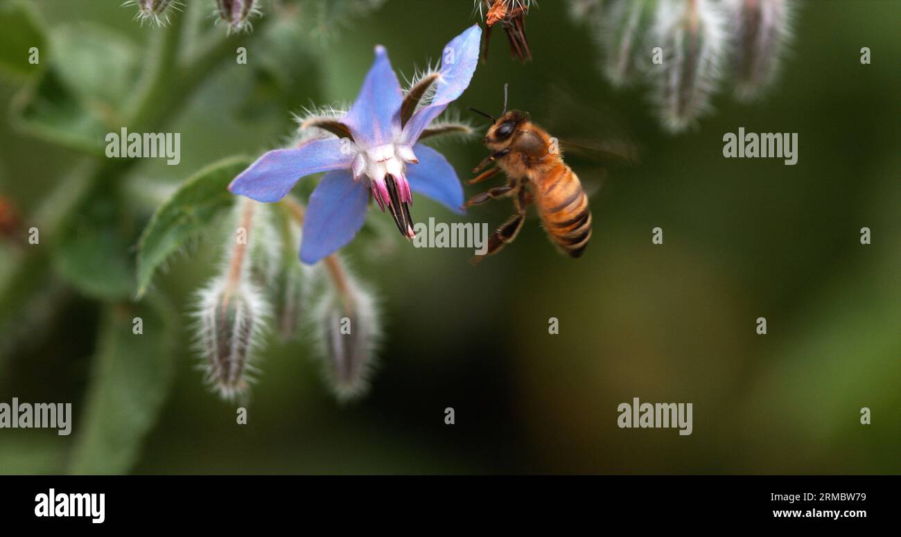 European Honey Bee, apis mellifera, Bee Booting a Borage Flower ...