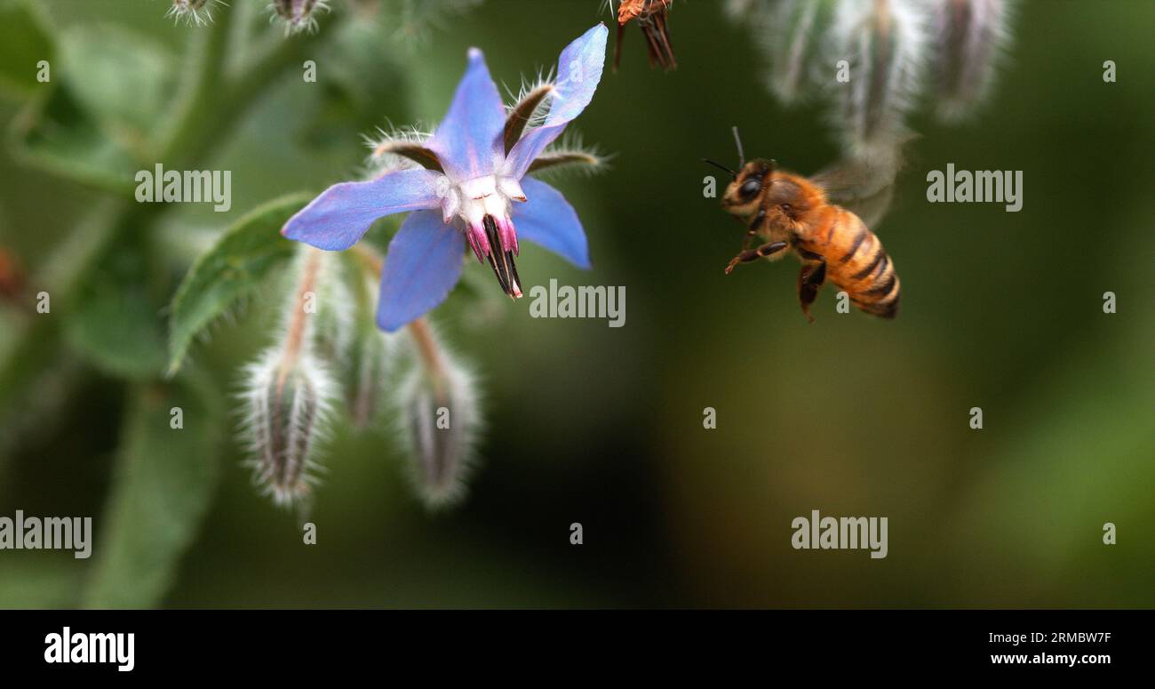 Pollination act hi-res stock photography and images - Alamy