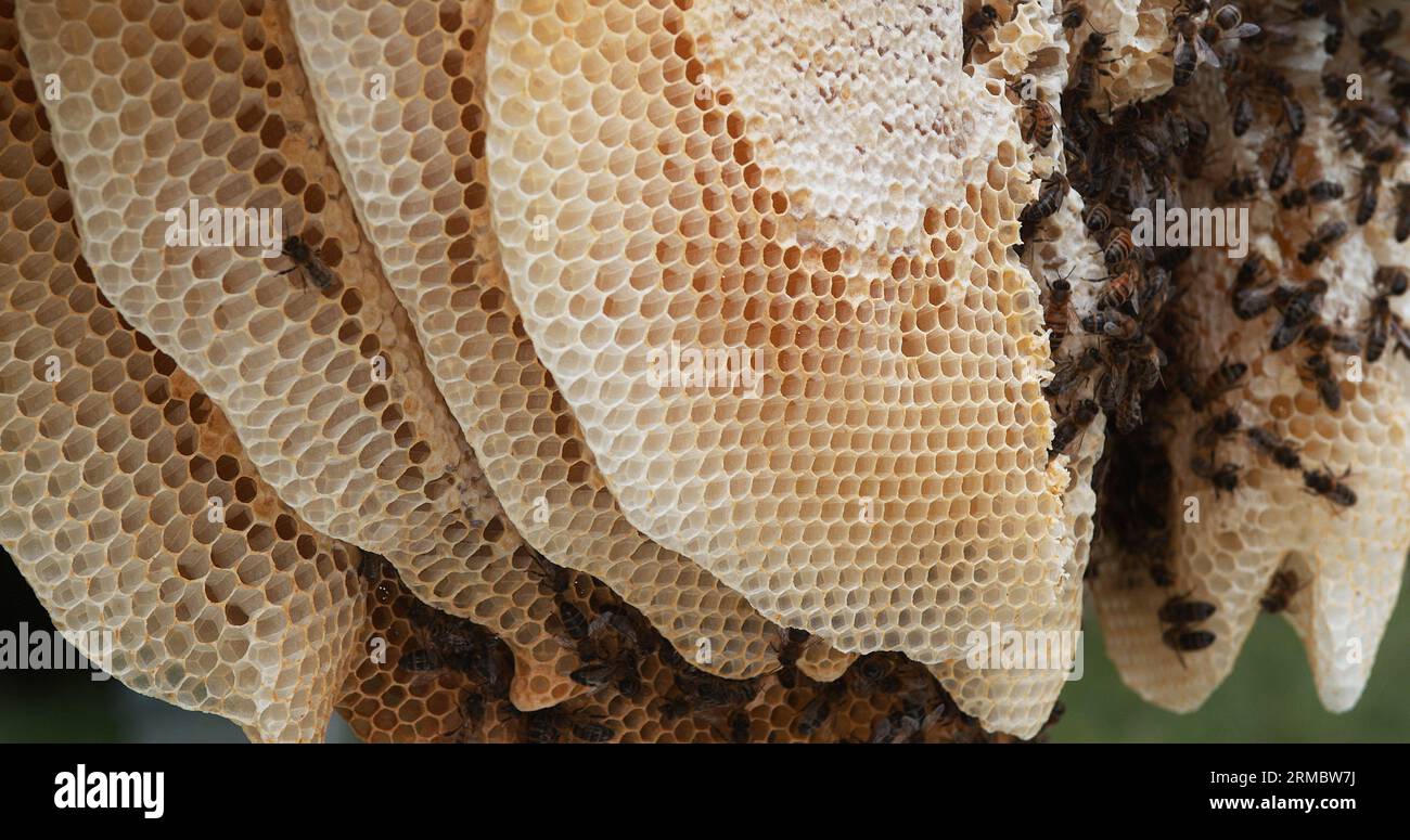 |European Honey Bee, apis mellifera, Black Bees on a wild Ray, Bee Hive ...