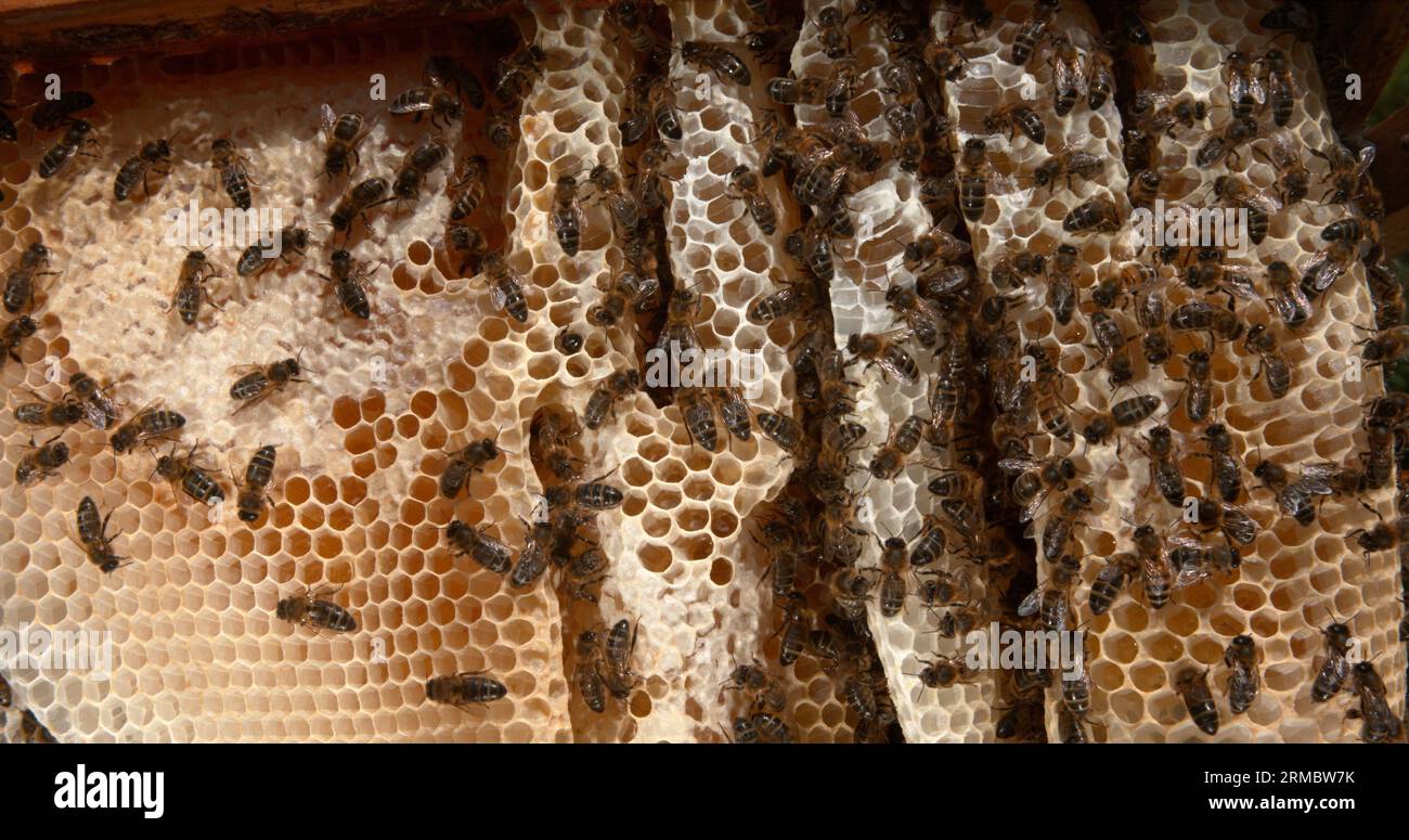 European Honey Bee, apis mellifera, Black Bees on a wild Ray, Alveolus ...