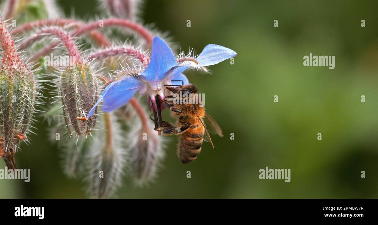 European Honey Bee, apis mellifera, Bee Booting a Borage Flower ...