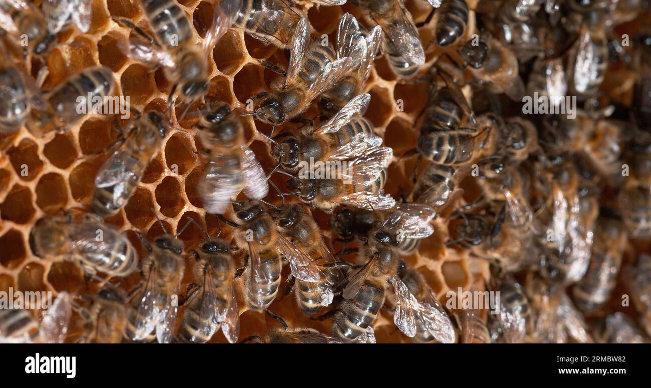 |European Honey Bee, apis mellifera, Bees on a wild Ray, dance to ...