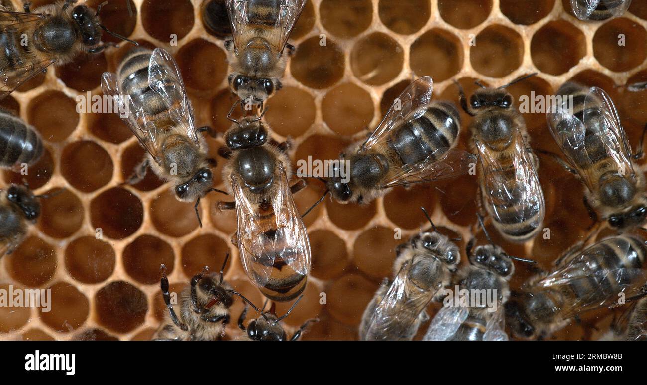 European Honey bee, Apis mellifera, Bees working on a Wild Ray, Natural ...