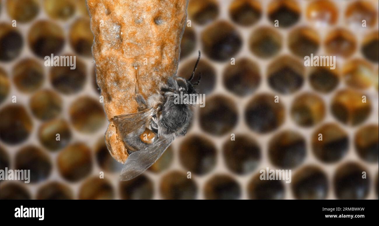 |European Honey Bee, apis mellifera, Emergence of a Queen, Bee Hive in ...