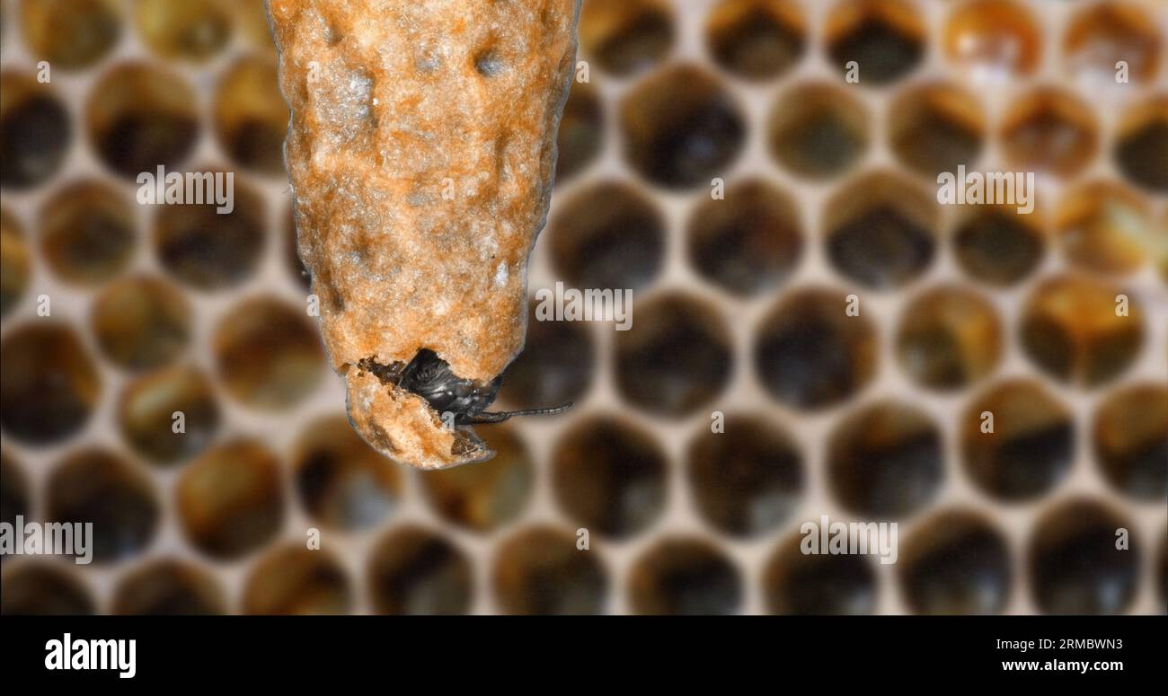 |European Honey Bee, apis mellifera, Emergence of a Queen, Bee Hive in ...