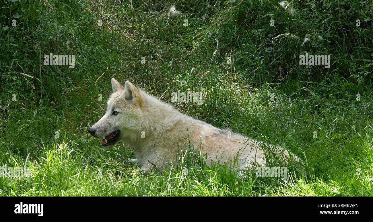 Female wolf laying down hi-res stock photography and images - Alamy