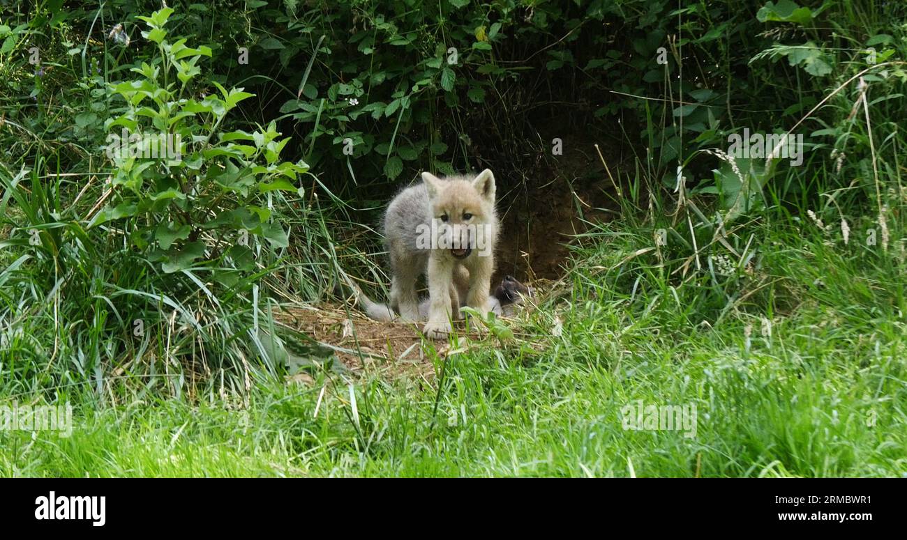 Arctic Wolf, canis lupus tundrarum, Cub near Den Entrance Stock Photo ...