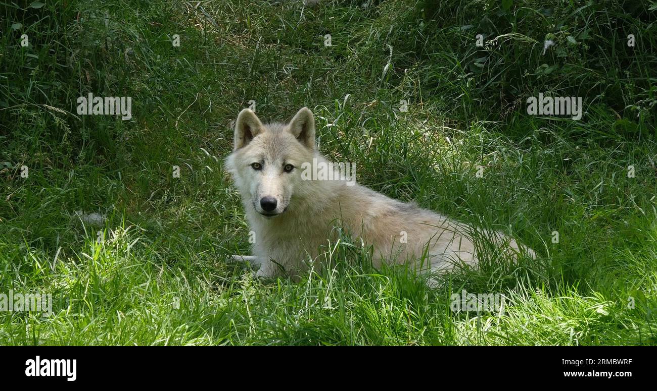 Female wolf laying down hi-res stock photography and images - Alamy