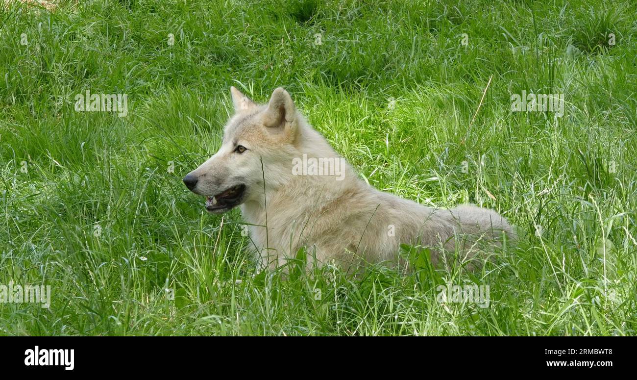 Female wolf laying down hi-res stock photography and images - Alamy