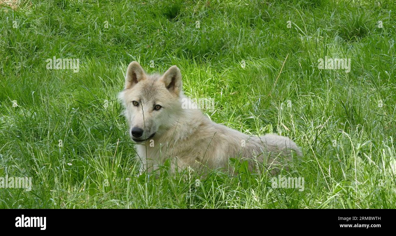 Arctic Wolf, canis lupus tundrarum, female laying on Grass Stock Photo ...