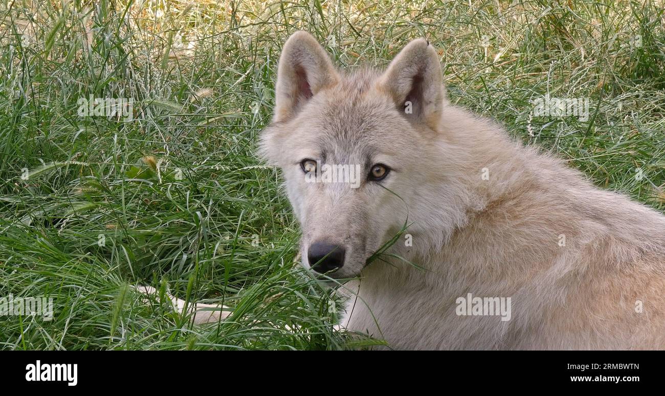 Female wolf laying down hi-res stock photography and images - Alamy