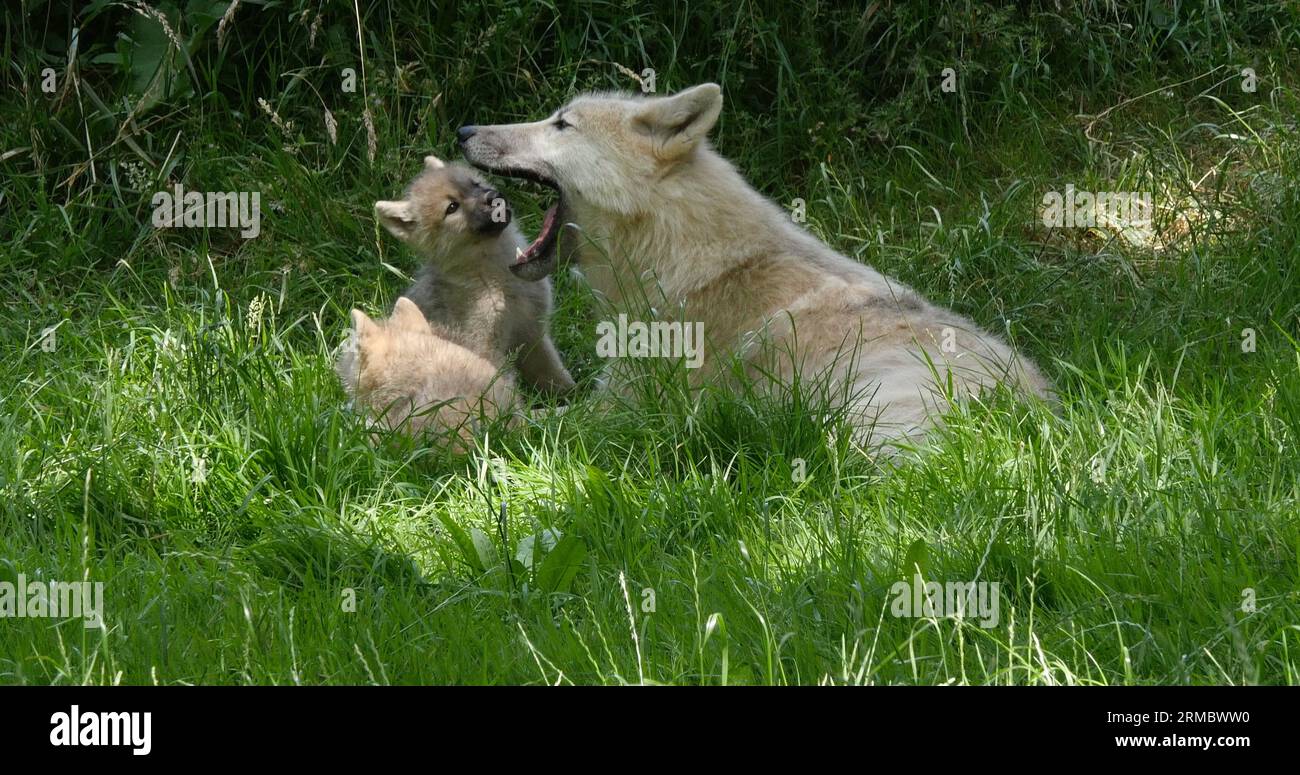 Alaska wolf cub hi-res stock photography and images - Alamy