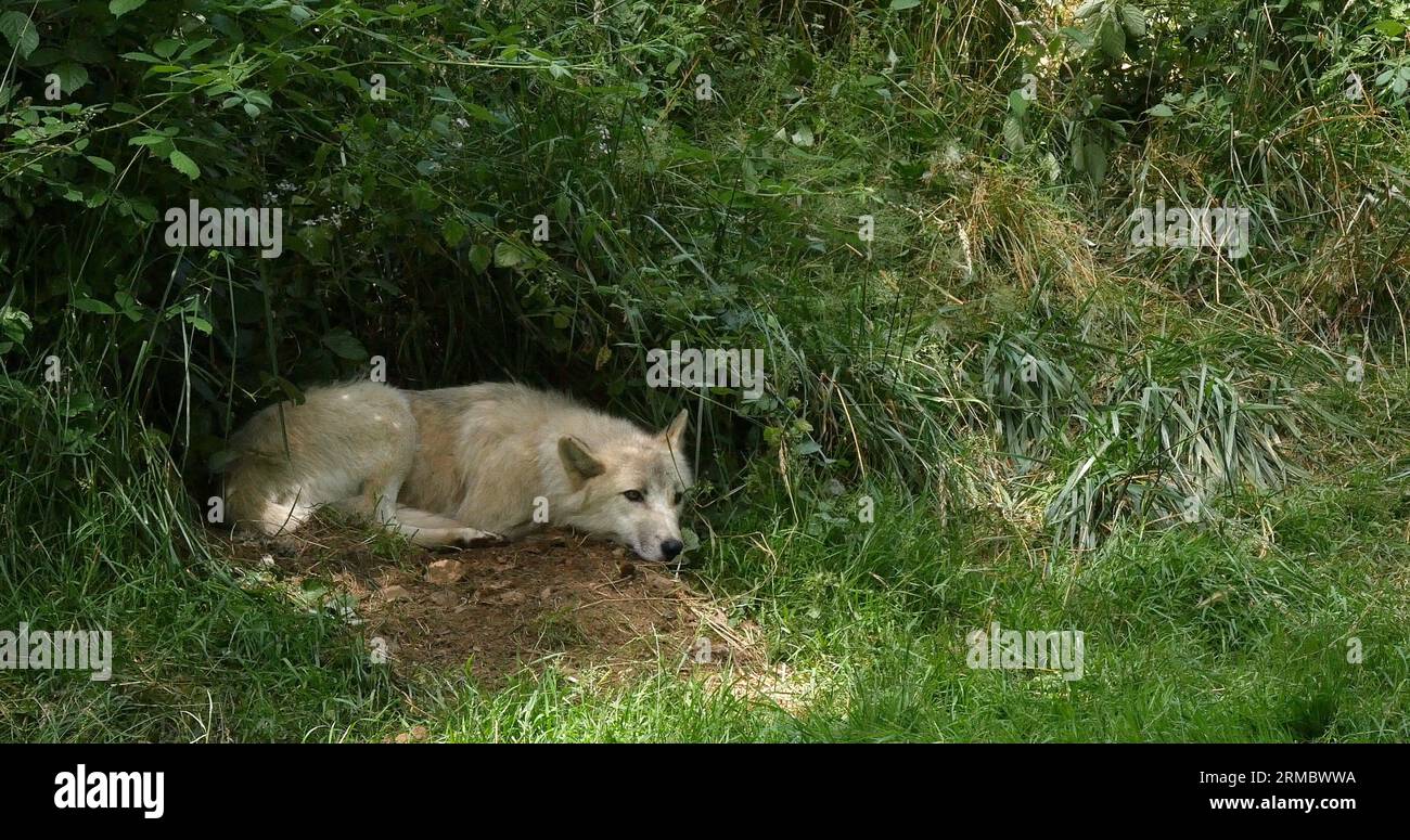 Arctic Wolf, canis lupus tundrarum, Female laying at Den Entrance Stock ...