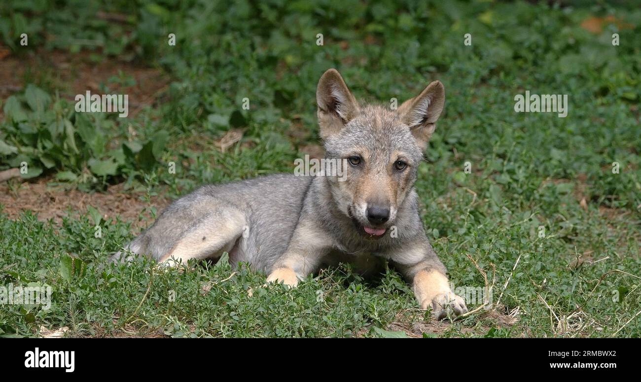 Wolf pup and france hi-res stock photography and images - Alamy
