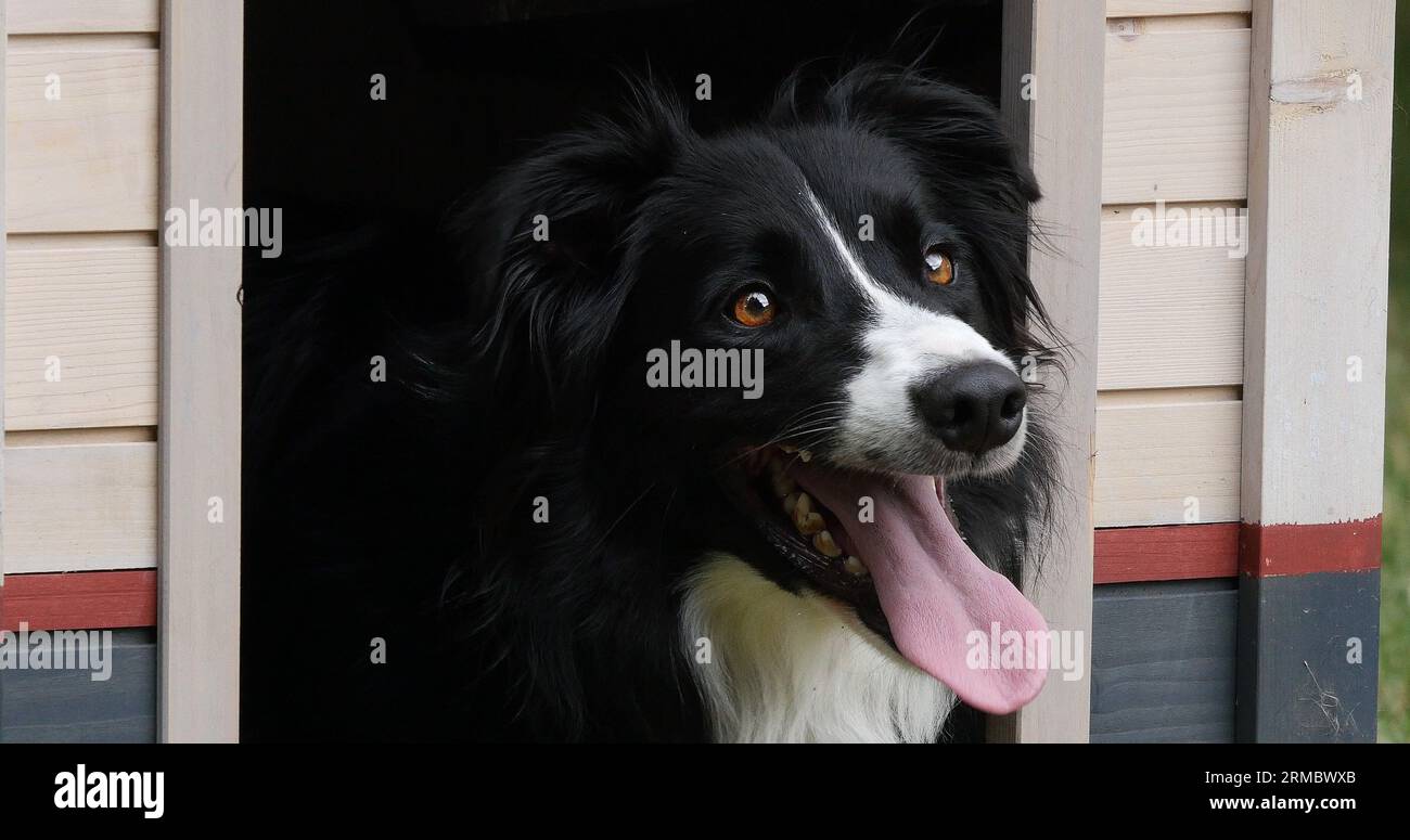 Border Collie Dog in its Dog House, male, Picardy in France Stock Photo ...