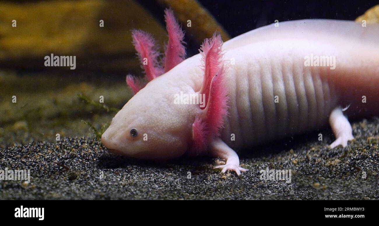 Axolotl ambystoma mexicanum underwater hi-res stock photography and ...
