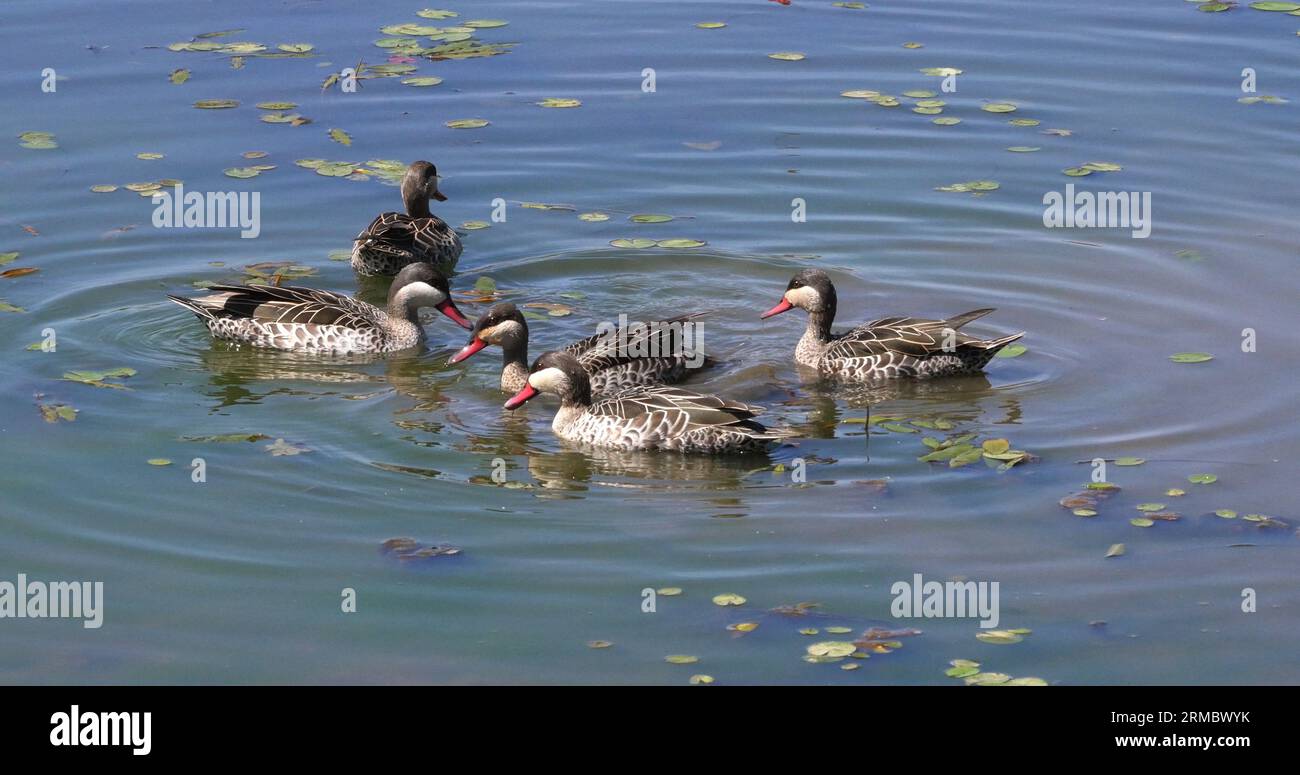 Red-Billed Teal, anas erythrorhyncha, Group standing in Water, Nairobi ...