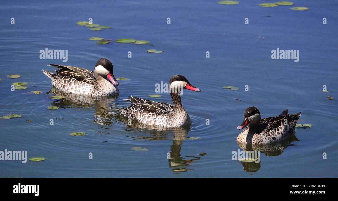Red-Billed Teal, anas erythrorhyncha, Group standing in Water, Nairobi ...