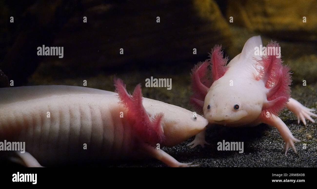 Axolotl, ambystoma mexicanum, Pair Stock Photo - Alamy