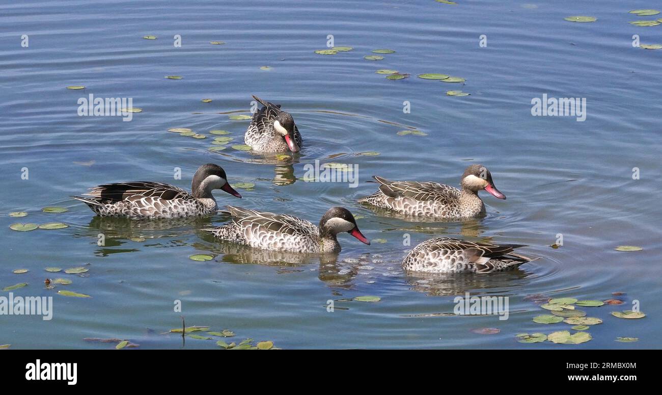 Red-Billed Teal, anas erythrorhyncha, Group standing in Water, Nairobi ...