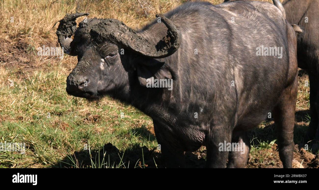 African Buffalo, syncerus caffer, having mud bath, Nairobi Park in ...