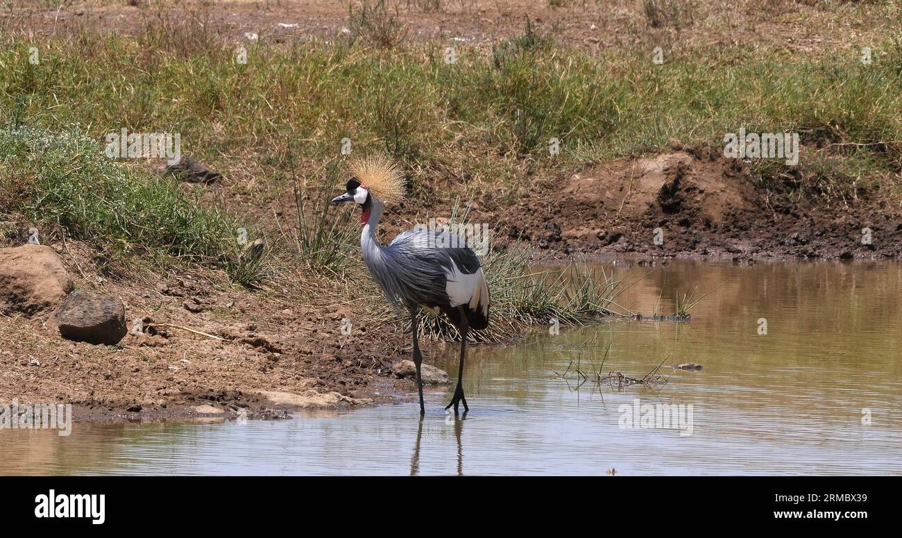 Grey Crowned Crane, balearica regulorum, Adult standing in waterhole ...