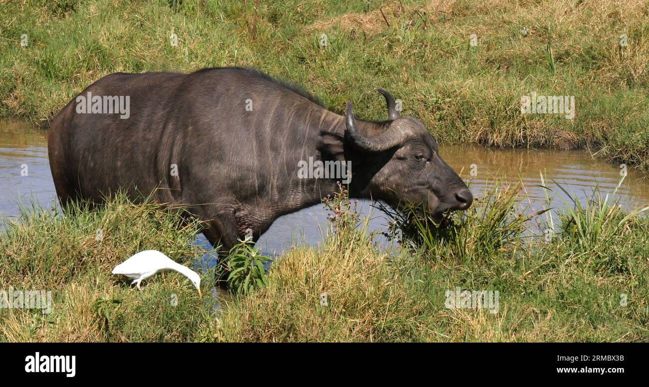 African Buffalo, syncerus caffer, Adult emerging from Waterhole, Cattle ...