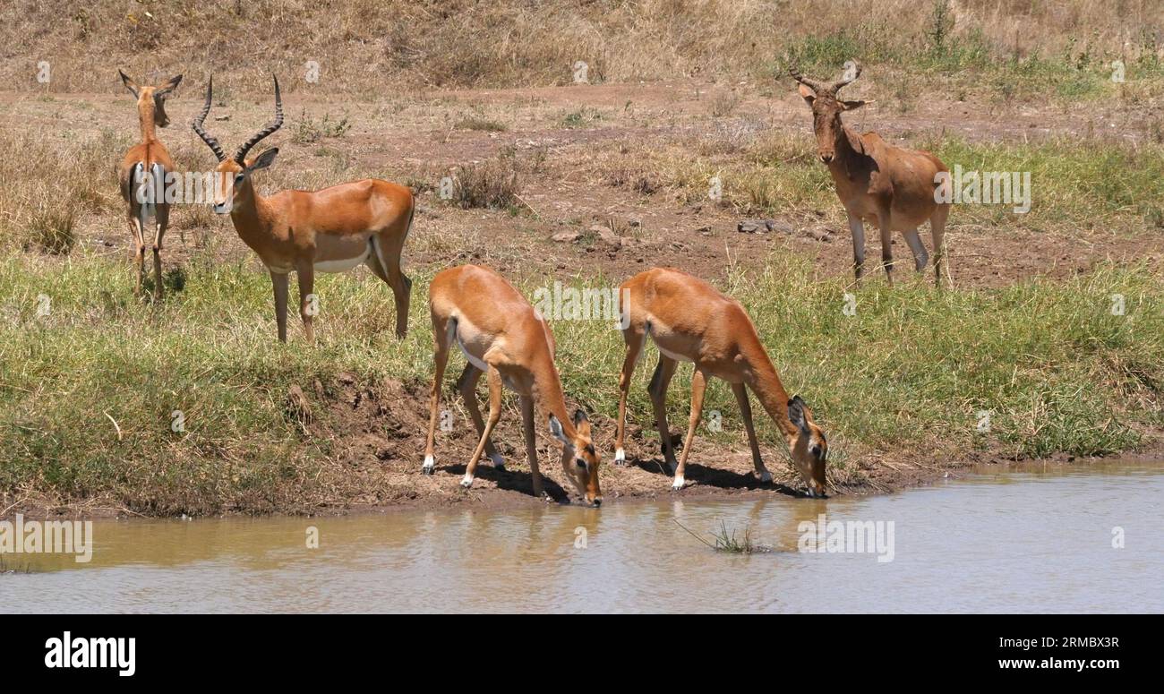 Impala, aepyceros melampus, Group standing at Waherhole, Nairobi Park ...