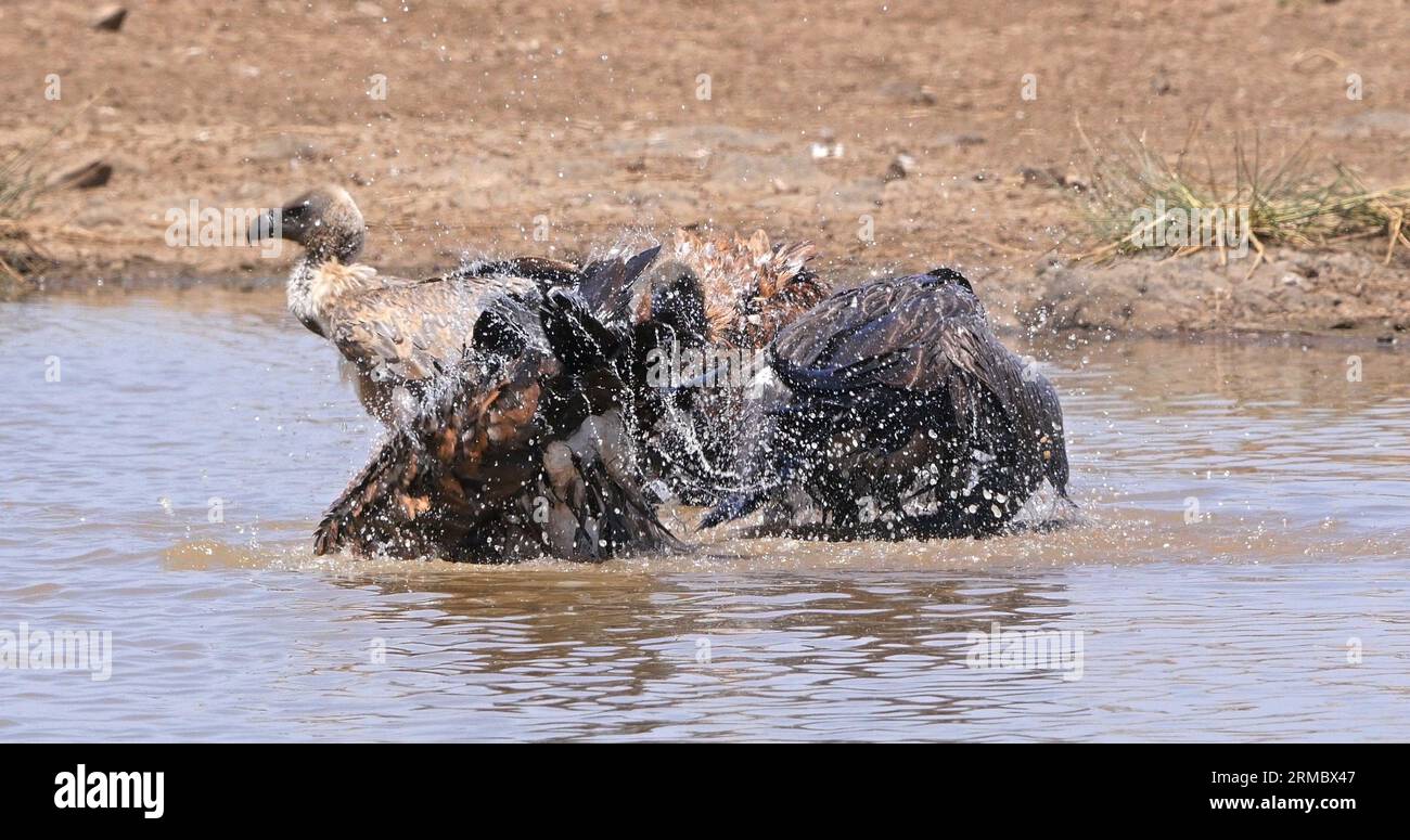 African white-backed vulture, gyps africanus, Group standing in Water ...