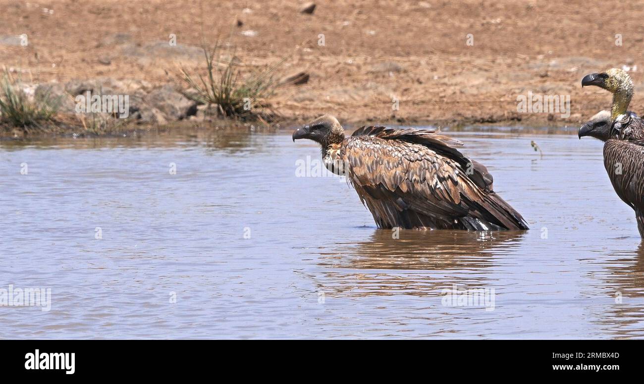 African white-backed vulture, gyps africanus, Group standing in Water ...