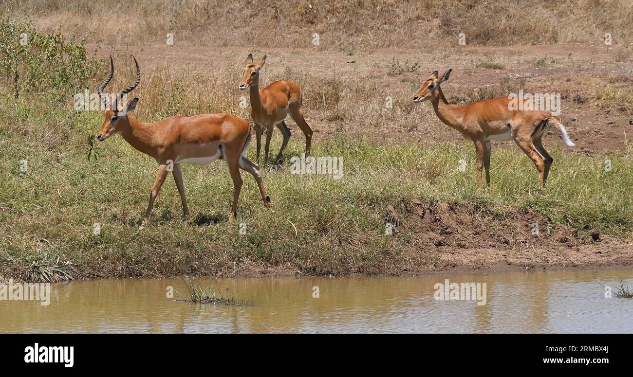 Impala, aepyceros melampus, Group standing at Waherhole, Nairobi Park ...