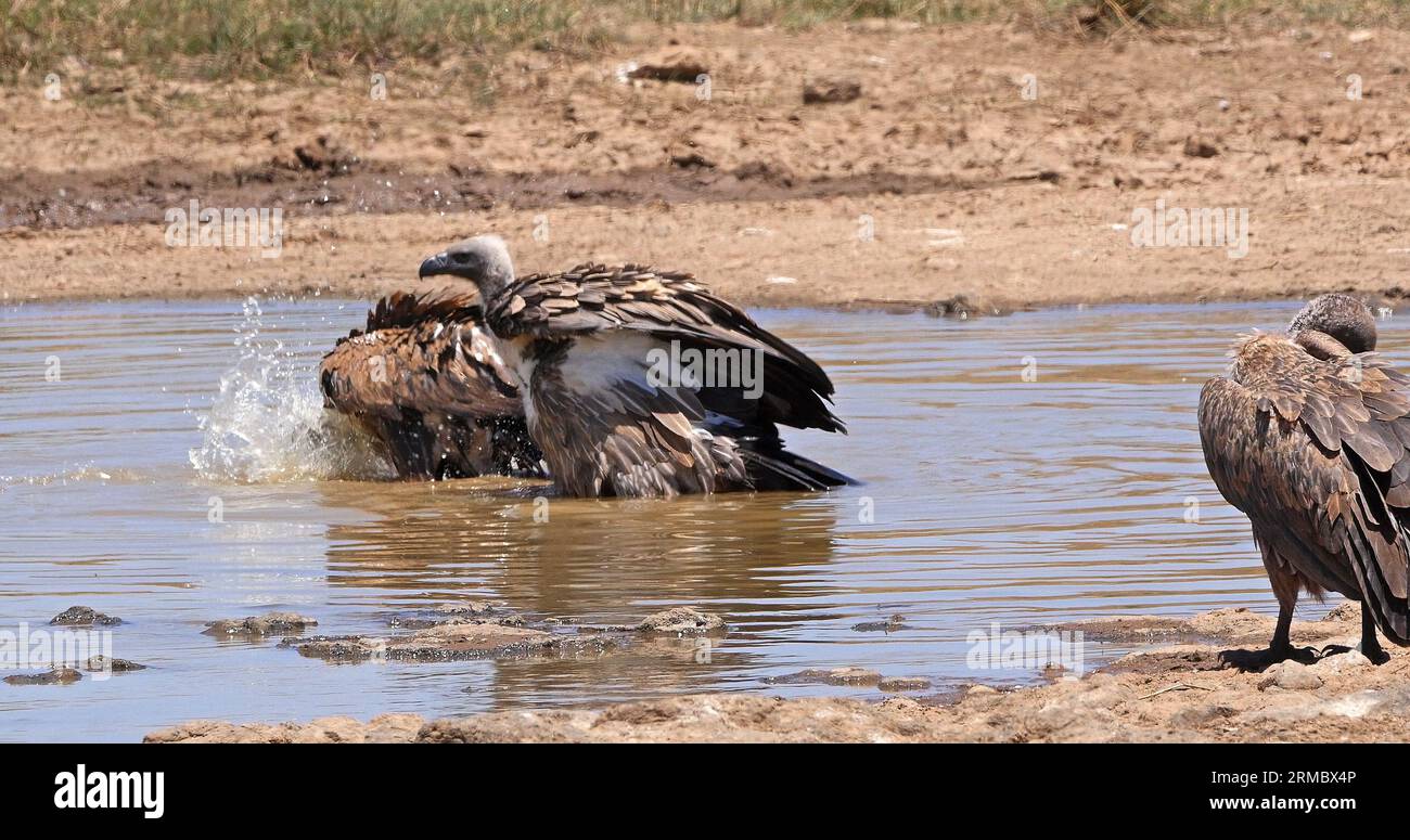 African white-backed vulture, gyps africanus, Group standing in Water ...