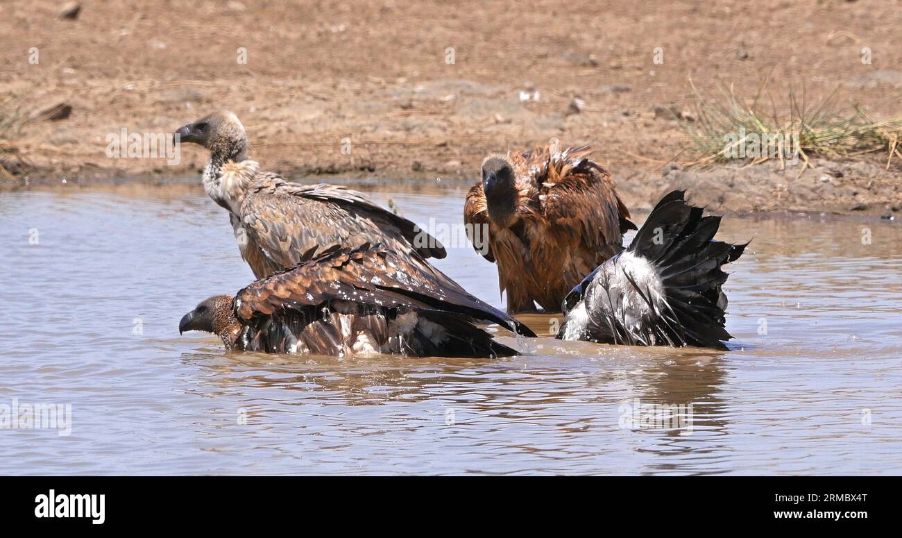 African white-backed vulture, gyps africanus, Group standing in Water ...