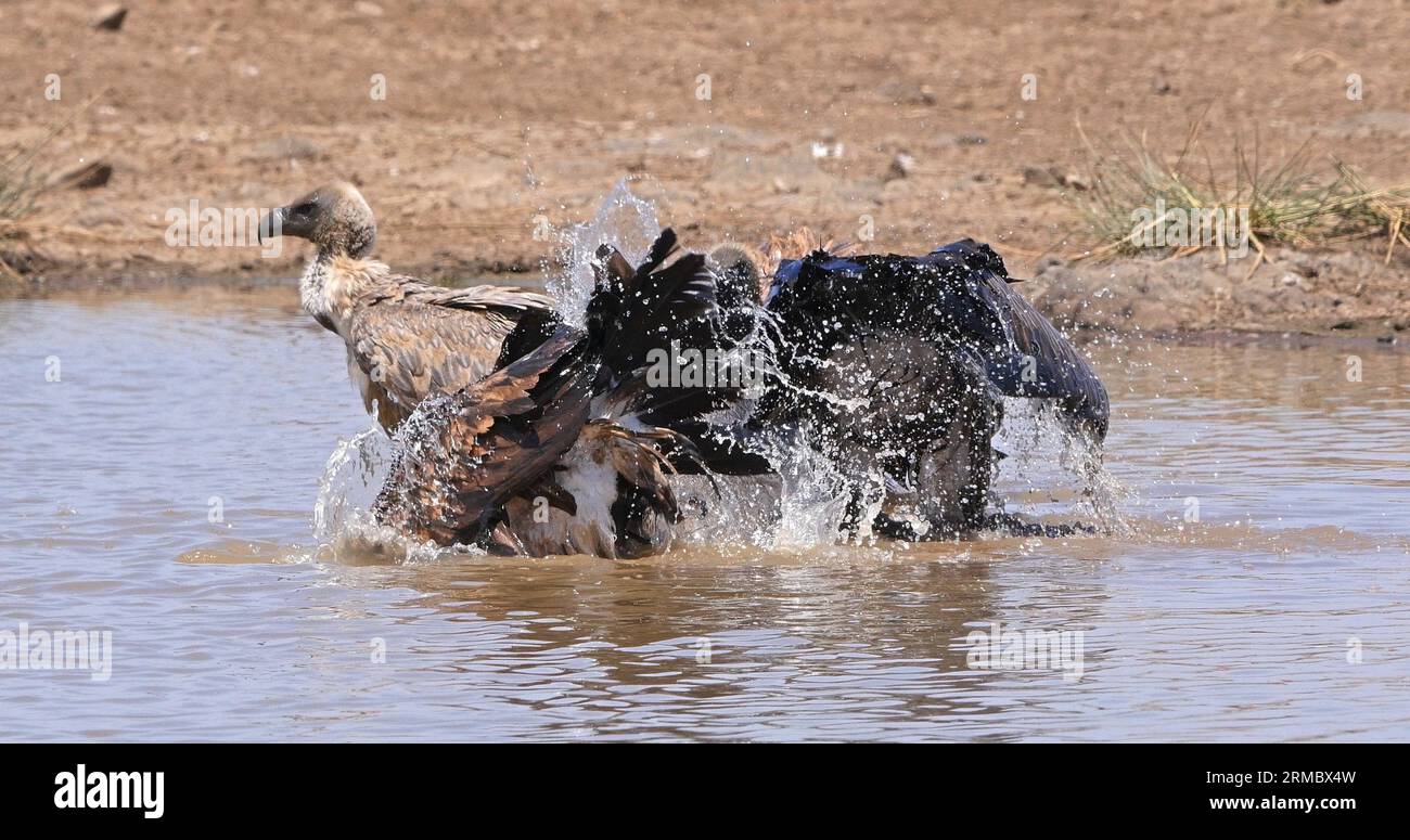 African white-backed vulture, gyps africanus, Group standing in Water ...