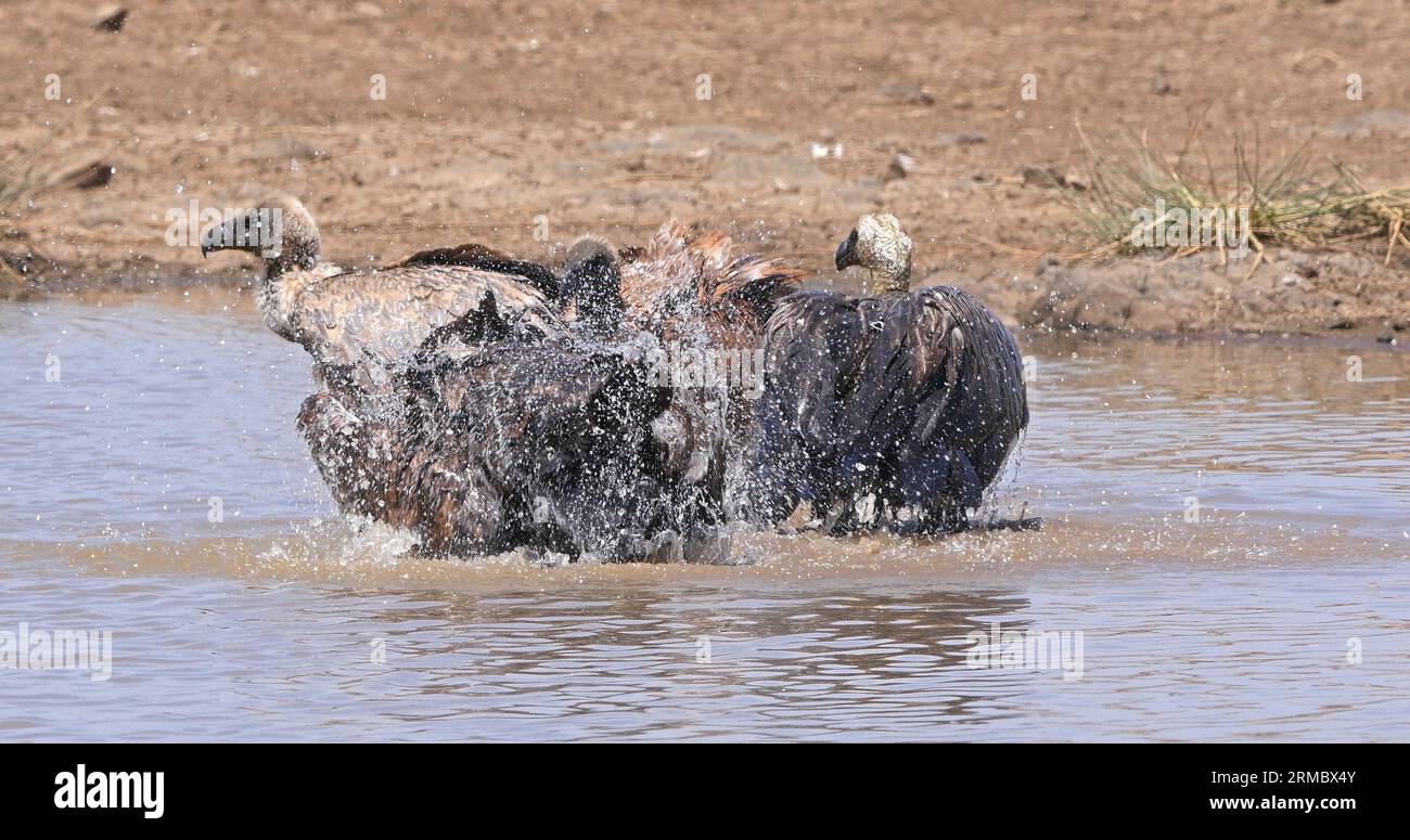 African white-backed vulture, gyps africanus, Group standing in Water ...