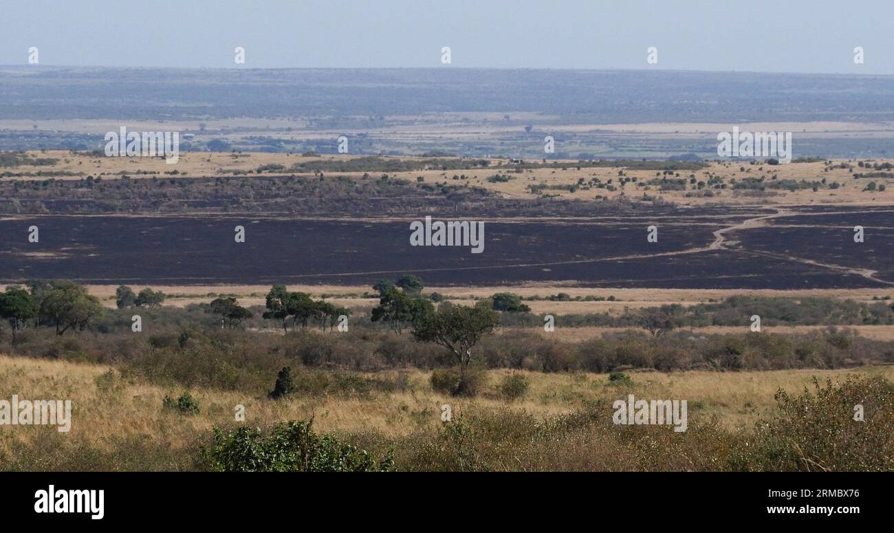 Savannah Fire, Tsavo Park Kenya Stock Photo - Alamy