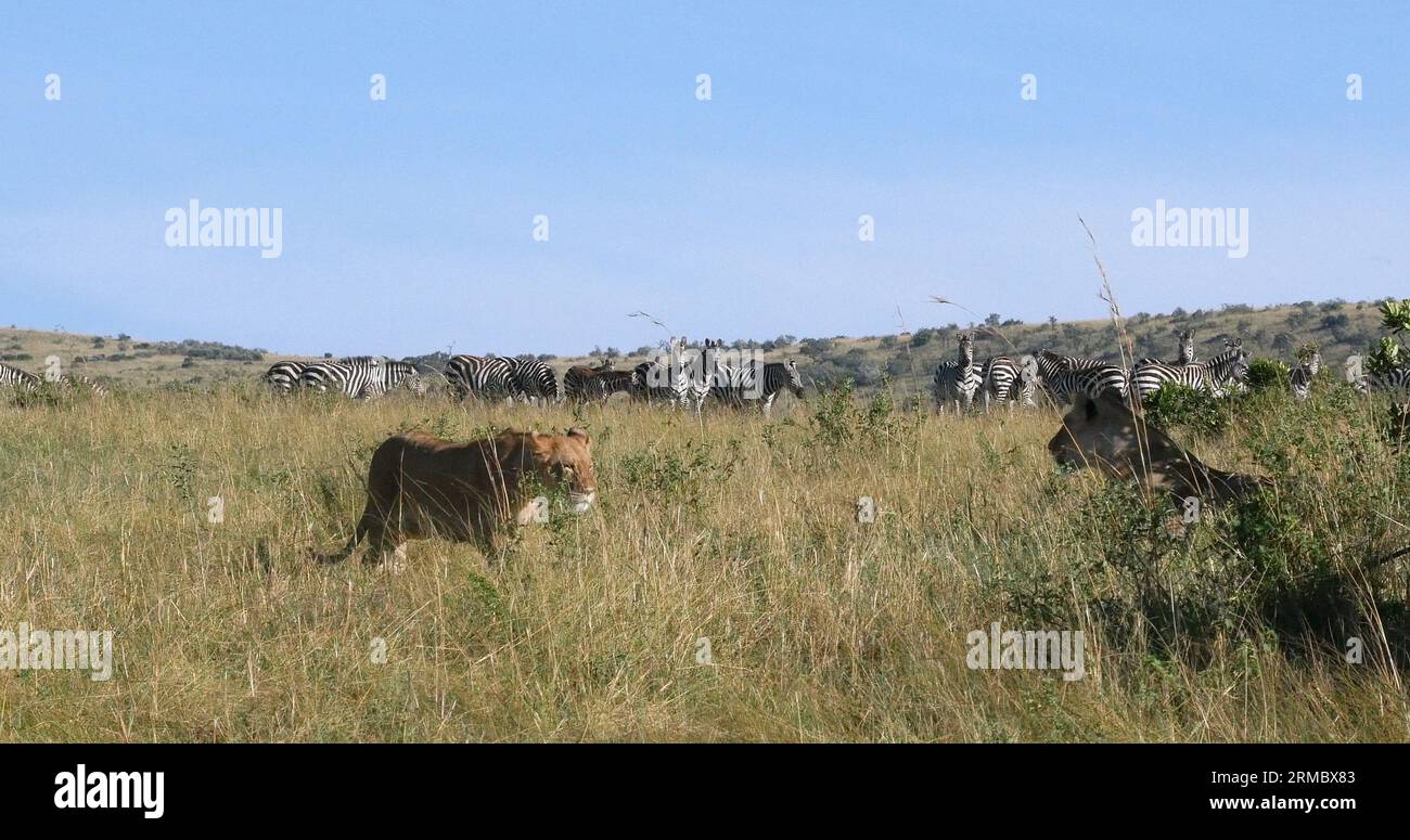African Lion, panthera leo, Female hunting, Herd of Burchell Zebras ...