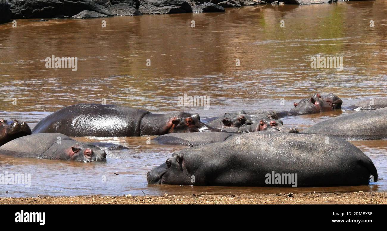 Hippopotamus, hippopotamus amphibius, Group standing in River, Masai ...
