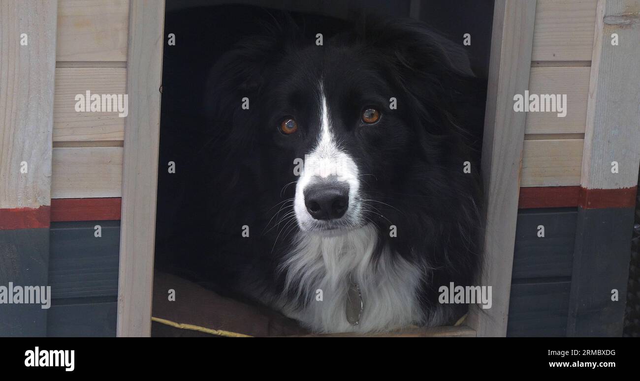 Border Collie Dog in its Dog House, male, Picardy in France Stock Photo ...